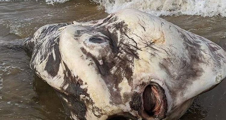 Ikan Raksasa Berbentuk Aneh Bikin Geger Wisatawan Di Pantai Australia ...